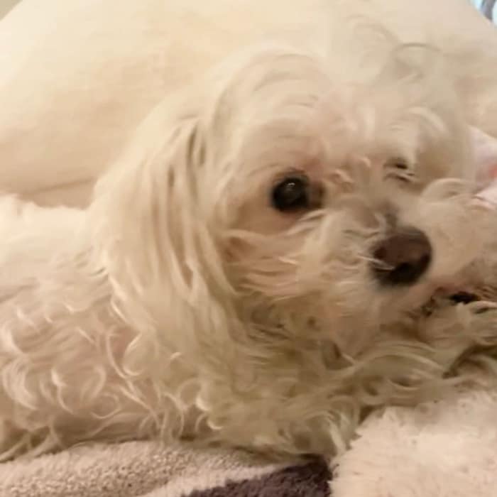 Bella – Palliative Puffs
